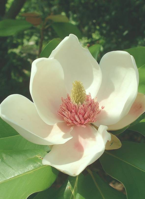 Eau de parfum 30 ml - Flower Mania