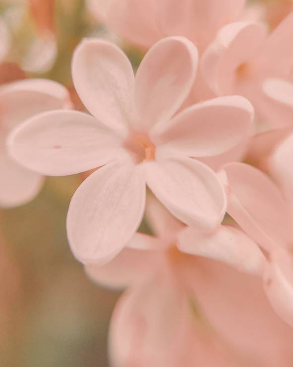 Eau de parfum 10 ml Wonderful - Adopt Parfum