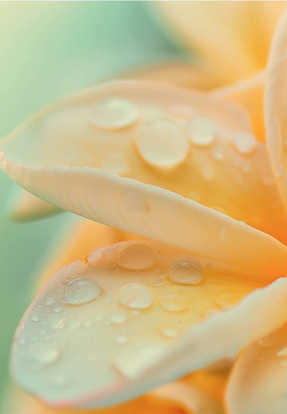 Monoï des îles Intense EAU DE PARFUM 50 ML