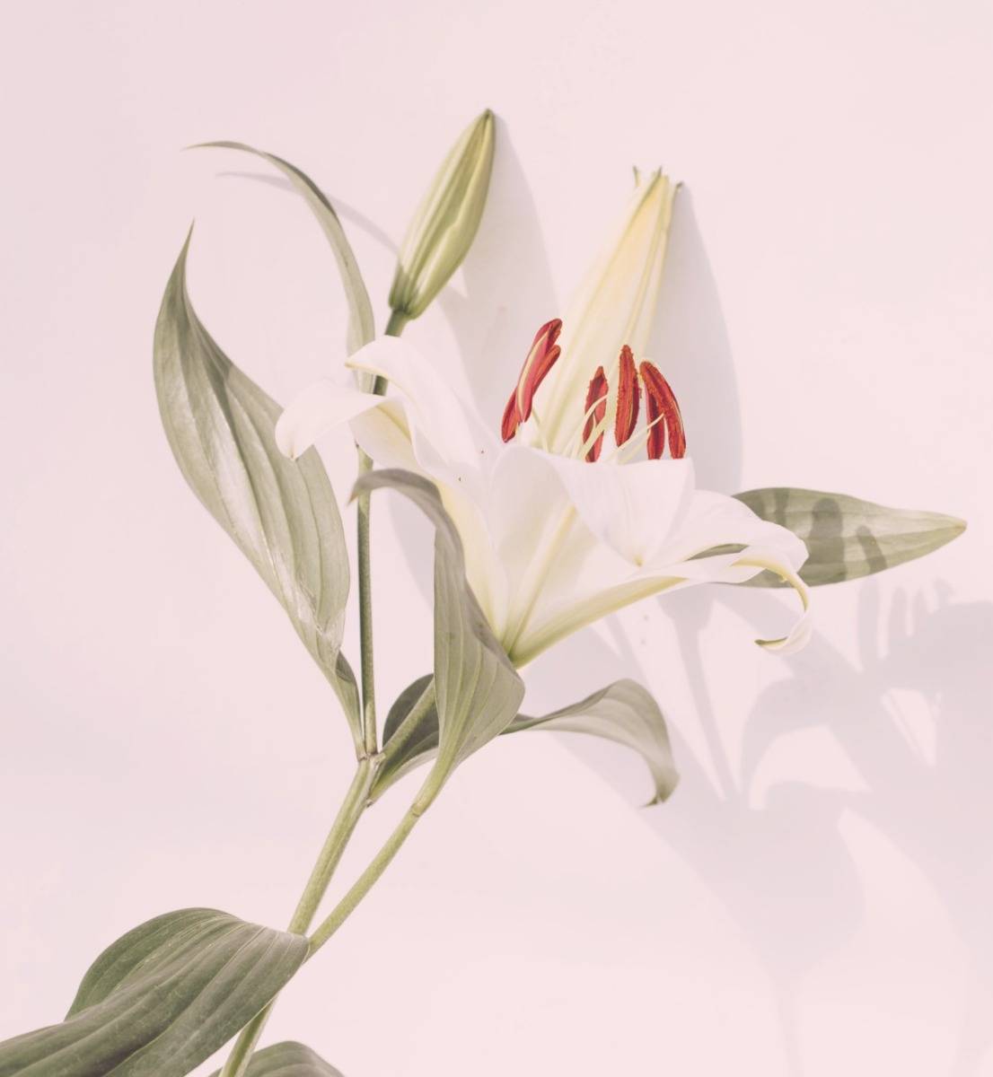 Paris Rêverie - eau de parfum 30 ml