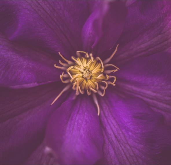 rose noire eau de parfum