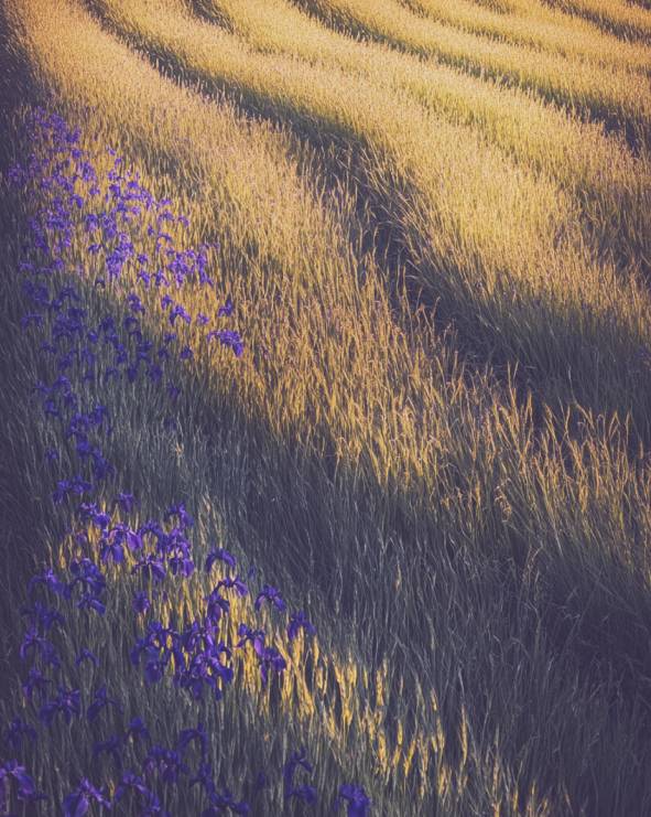 Eau de parfum tendre iris 30ml